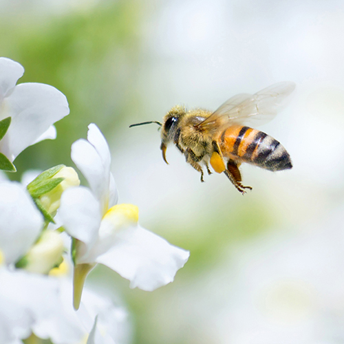 Spring bee report | Kairos Community Trust